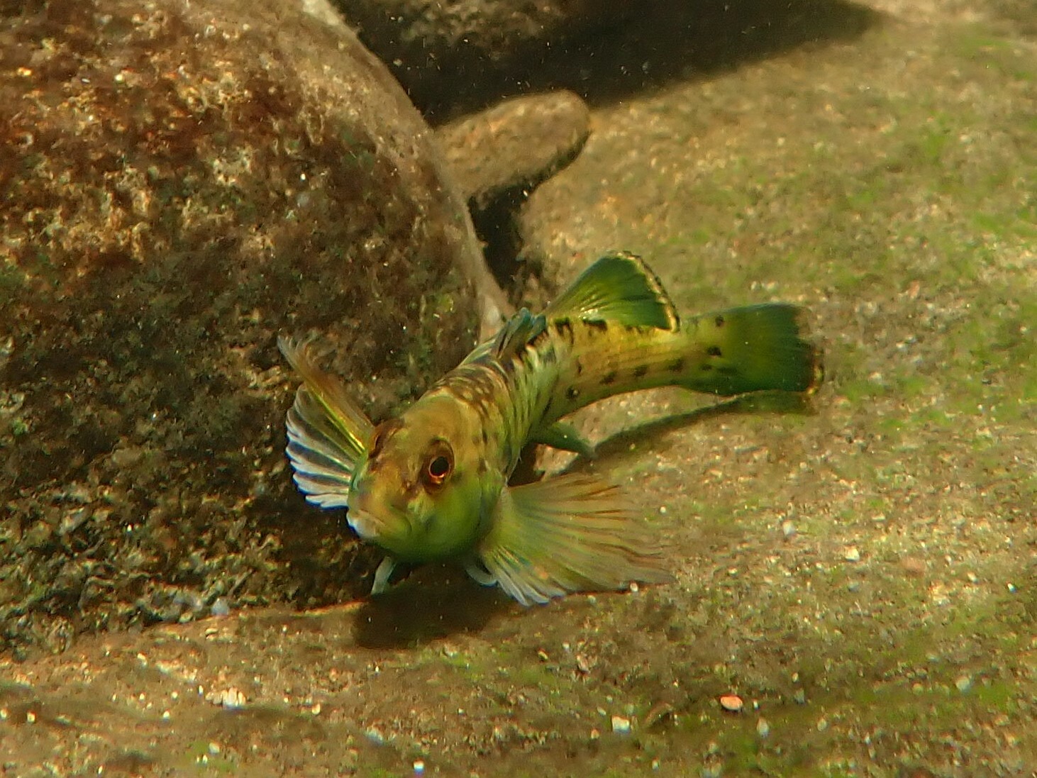 Etheostoma chlorobranchium Zorach, 1972