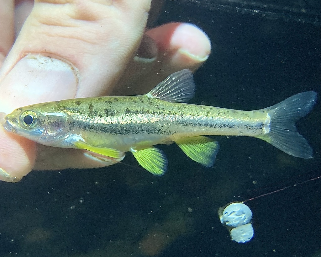 Tennessee Dace (Chrosomus tennesseensis) - Marine Life Identification