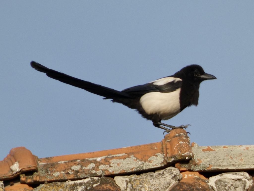Eurasian Magpie from Cara Dušana Nemanjića, Sumadijski, RS on July 05 ...