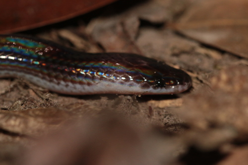 Sunbeam Snakes (Xenopeltidae) - Snakes and Lizards