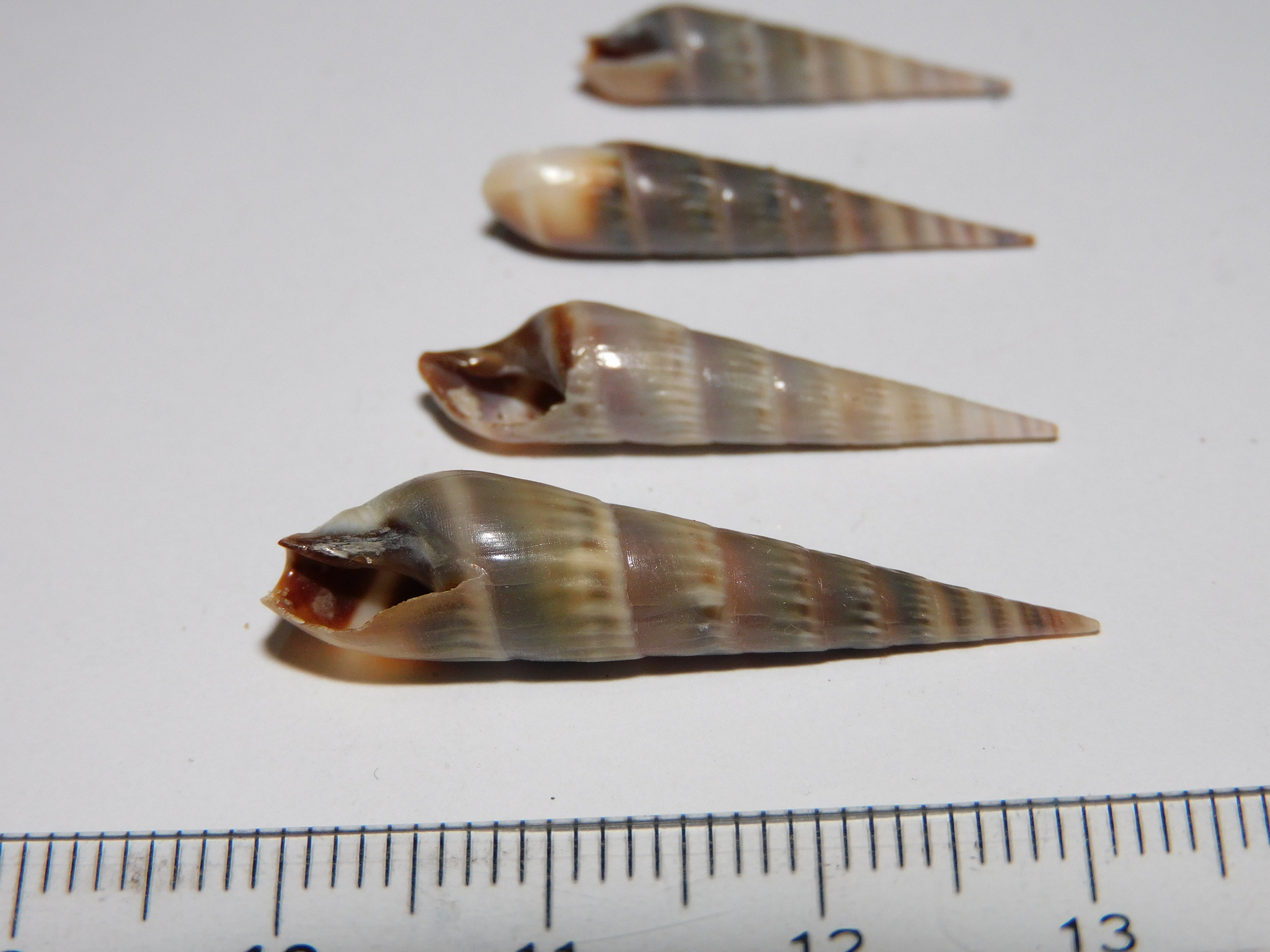 Hastula cinerea (Born, 1778)