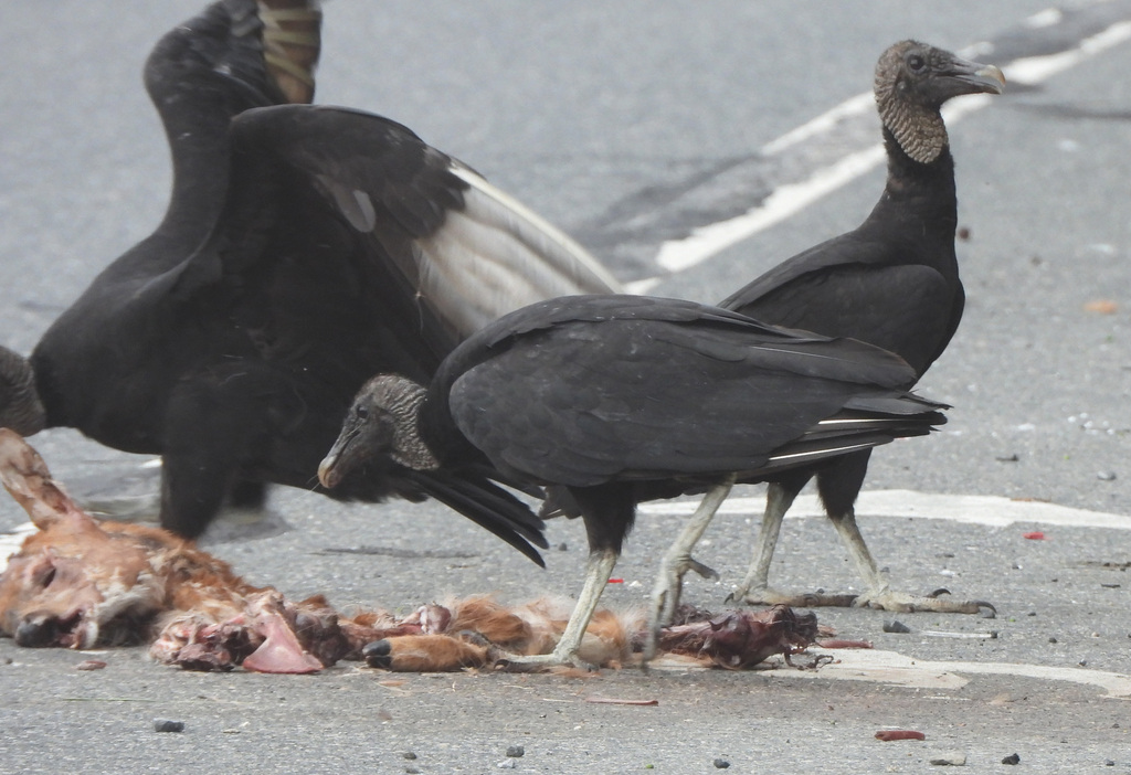 Black Vulture from Aspen Hill, MD, USA on July 6, 2022 at 11:17 AM by ...