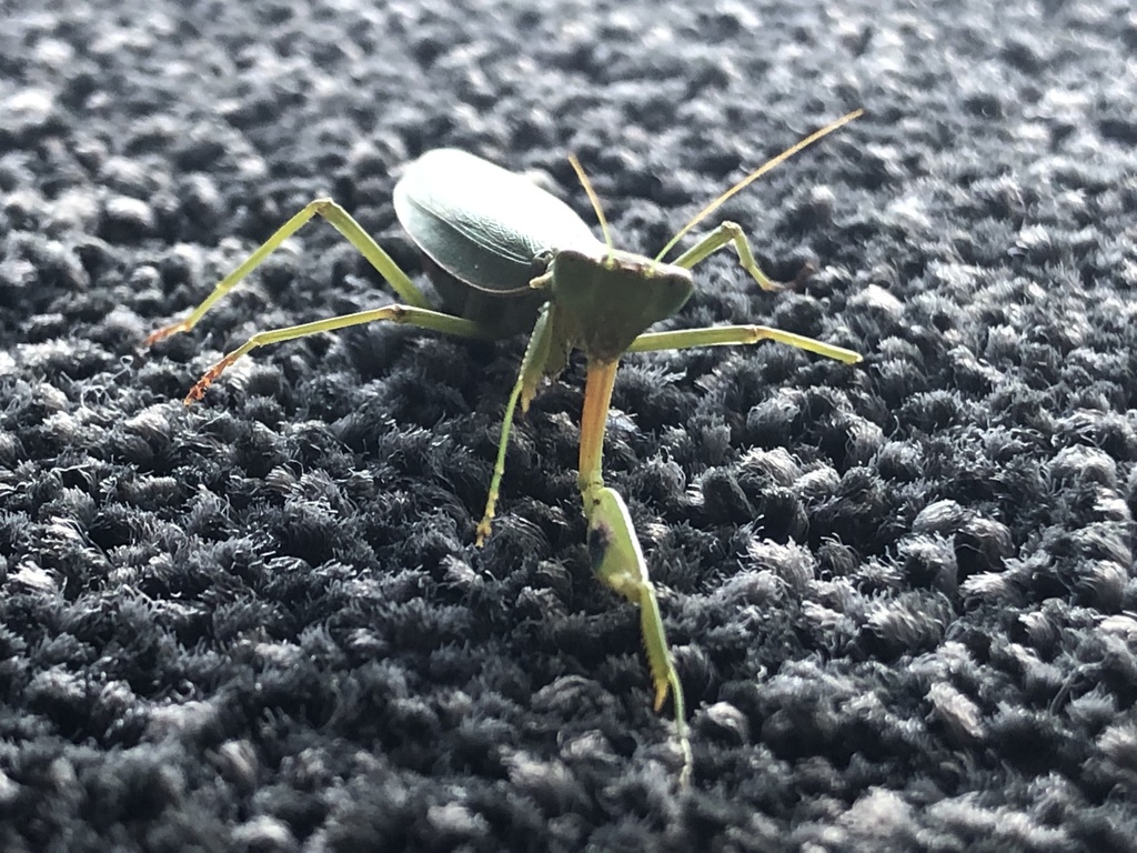 New Zealand Mantis from Boundary Road, Lincoln, Canterbury, NZ on April ...