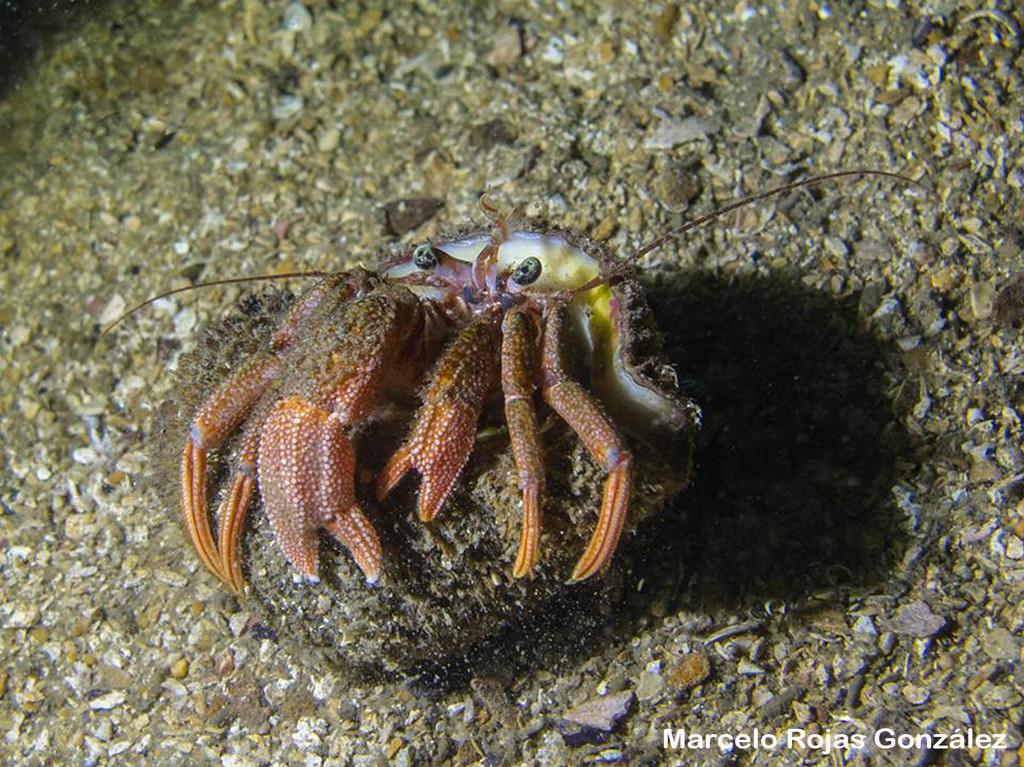Pagurus perlatus desde Coquimbo, Región de Coquimbo, Chile el11 de ...