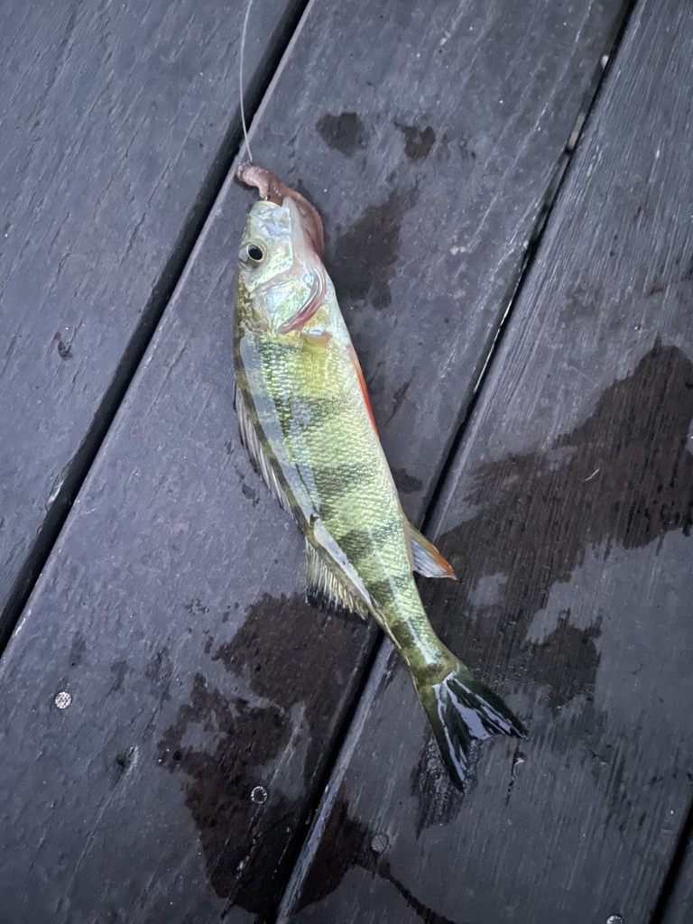 Yellow Perch in July 2022 by northerly · iNaturalist