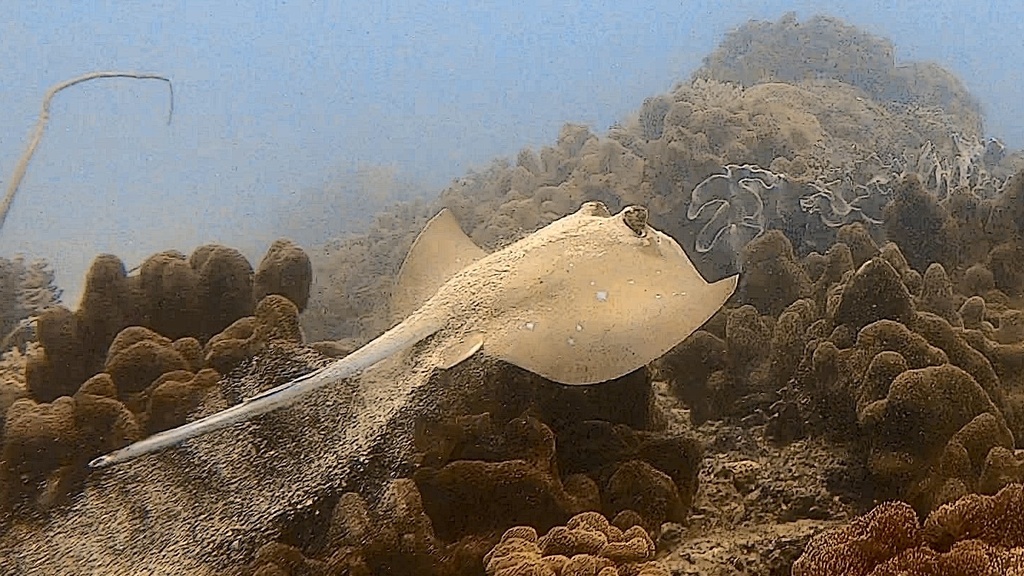 Neotrygon orientale from 臺灣海峽, TW on July 06, 2022 at 10:51 AM by R Lai ...