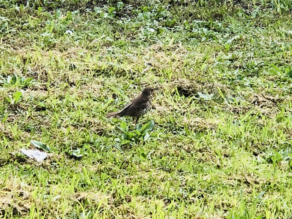 Song Thrush from Archers Road, Glenfield, Auckland, NZ on July 06, 2022 ...