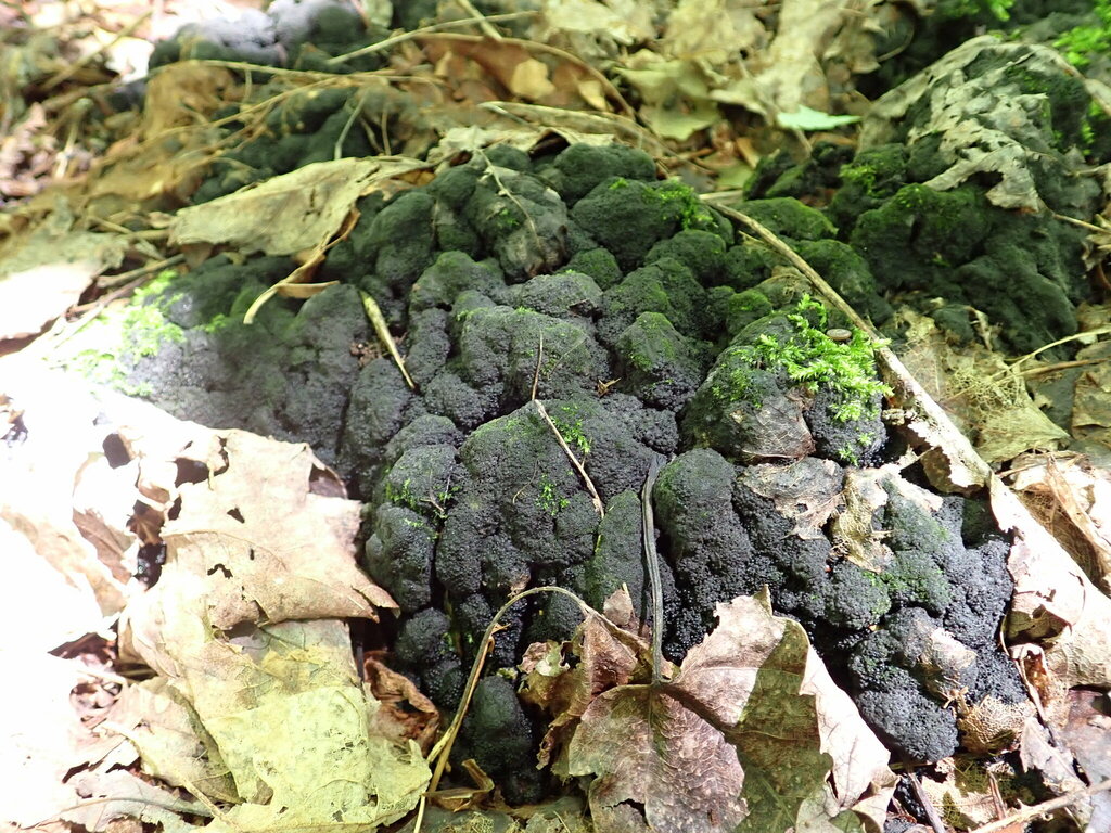 Ascomycete Fungi from Ontonagon County, MI, USA on July 06, 2022 at 01: ...