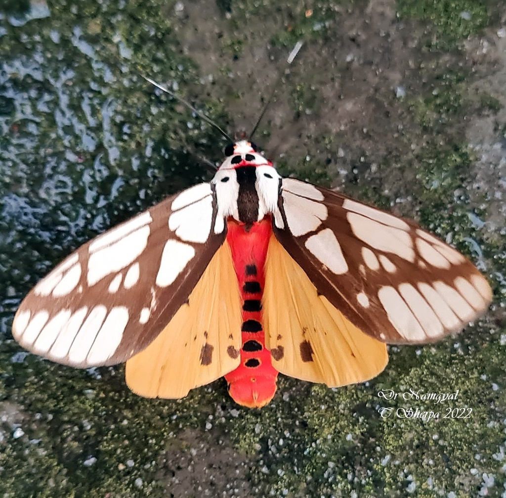 milky tiger moth from Upper Sichey, Gangtok, Sikkim, India on May 14 ...