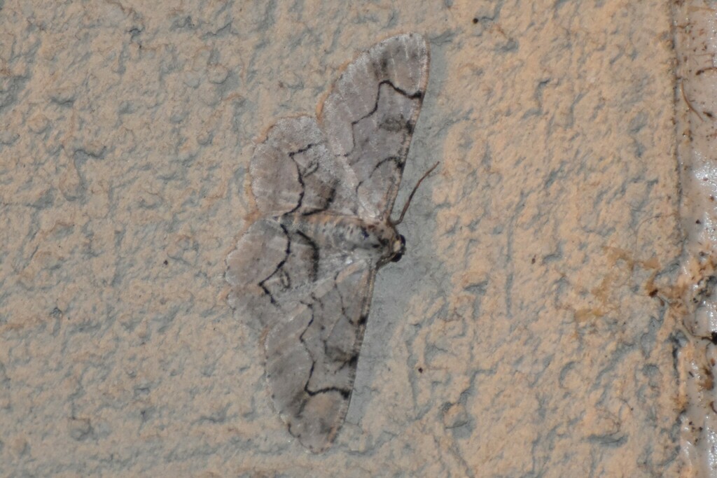 Bent-line Gray from Baltimore County, MD, USA on June 19, 2022 at 02:11 ...