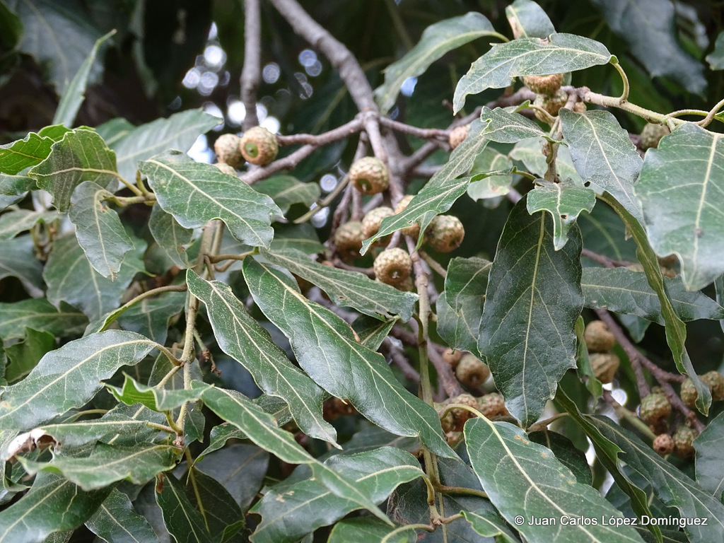 (Quercus laurina) - Botanical Realm