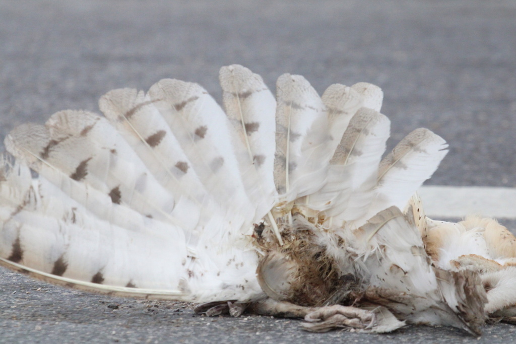 Barn Owl from Alamo, TX, US on February 10, 2022 at 02:06 PM by Henry ...
