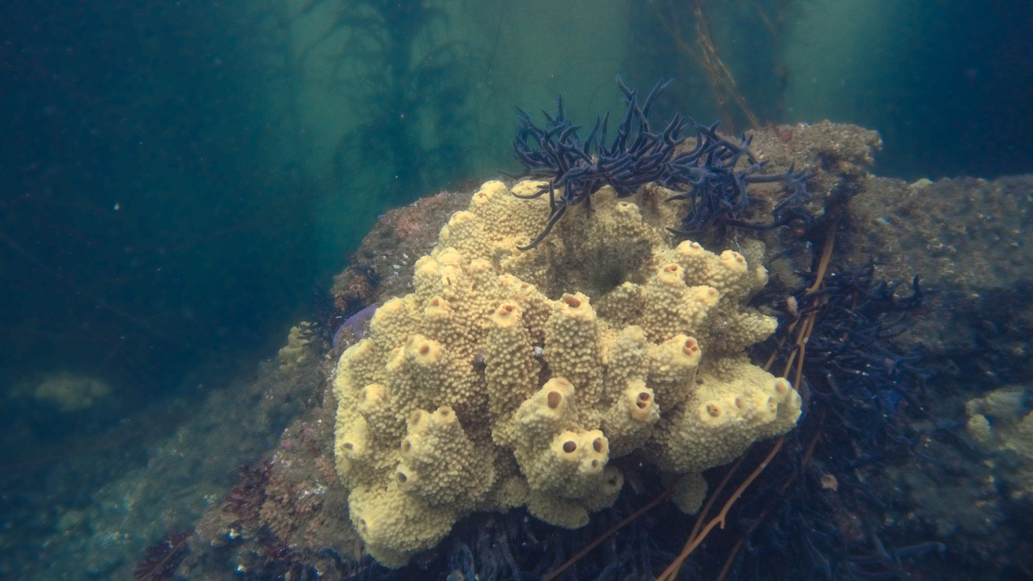 Mycale magellanica (Ridley, 1881)