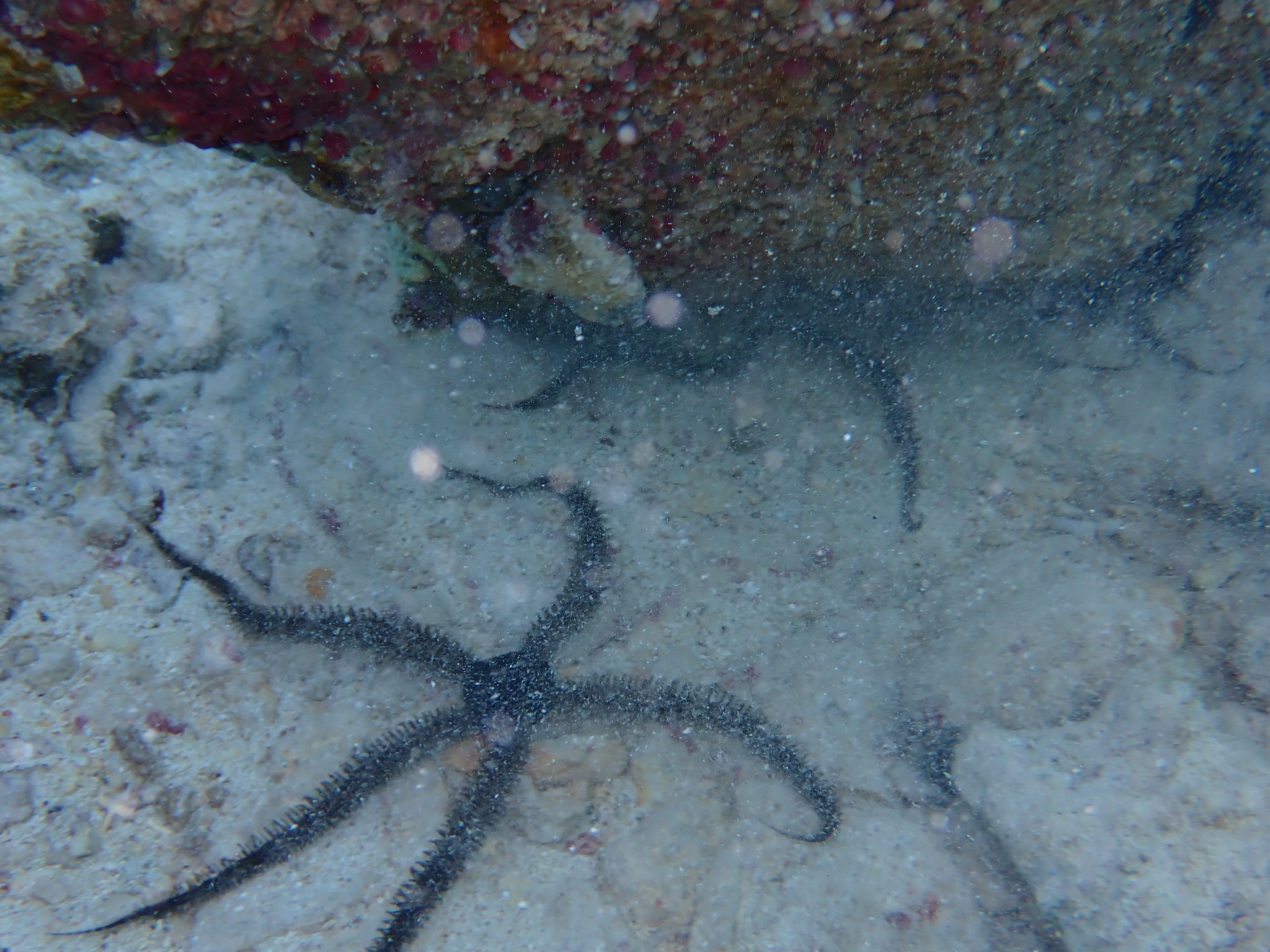 Ophiocoma echinata (Lamarck, 1816)