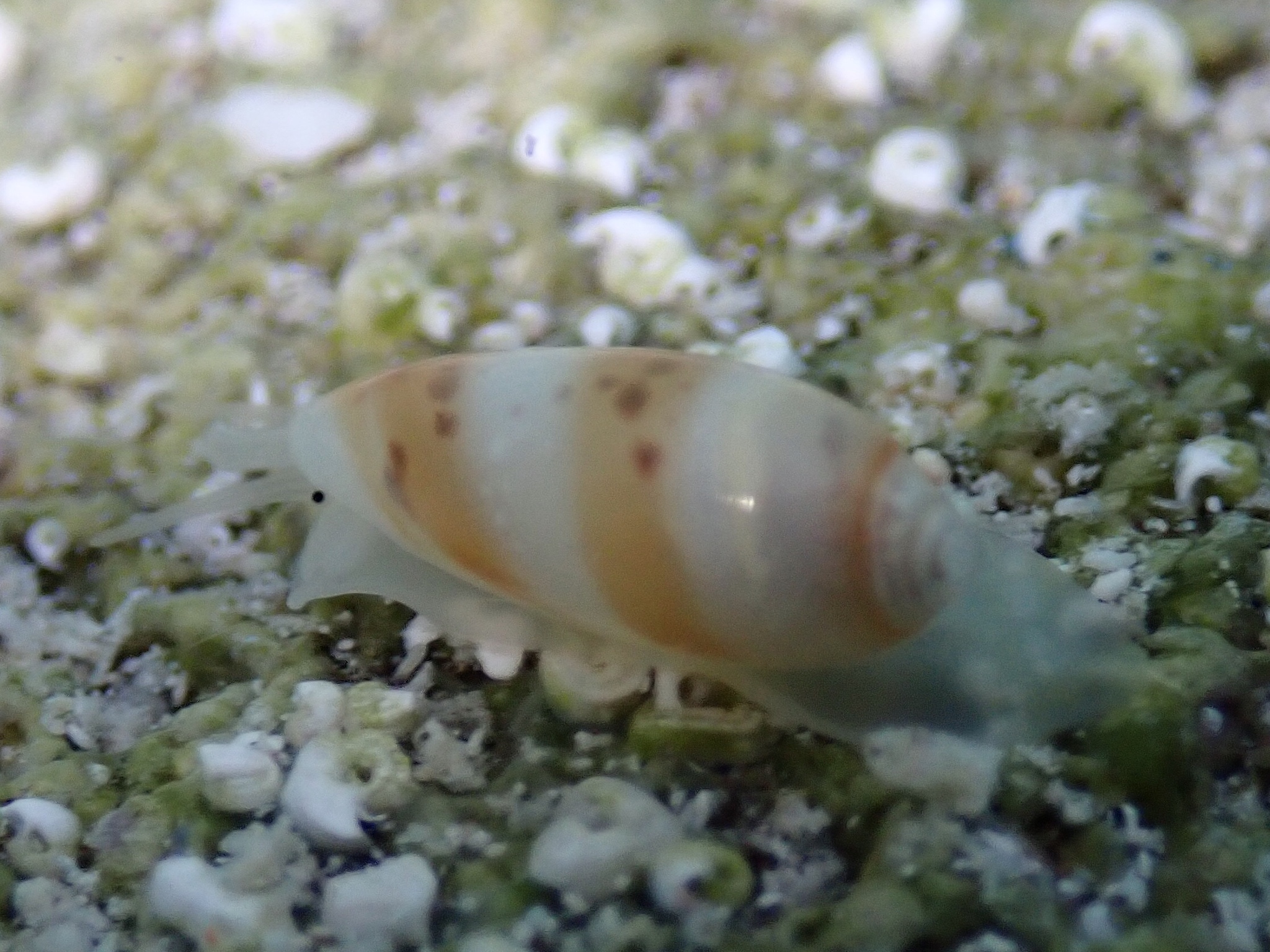 Volvarina albolineata (d'Orbigny, 1842)