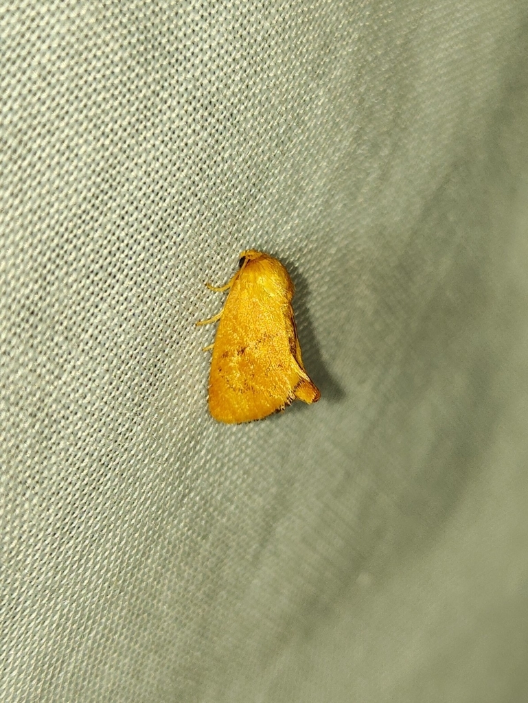 Red-crossed Button Slug Moth from Silver Point, TN 38582, USA on July 6 ...