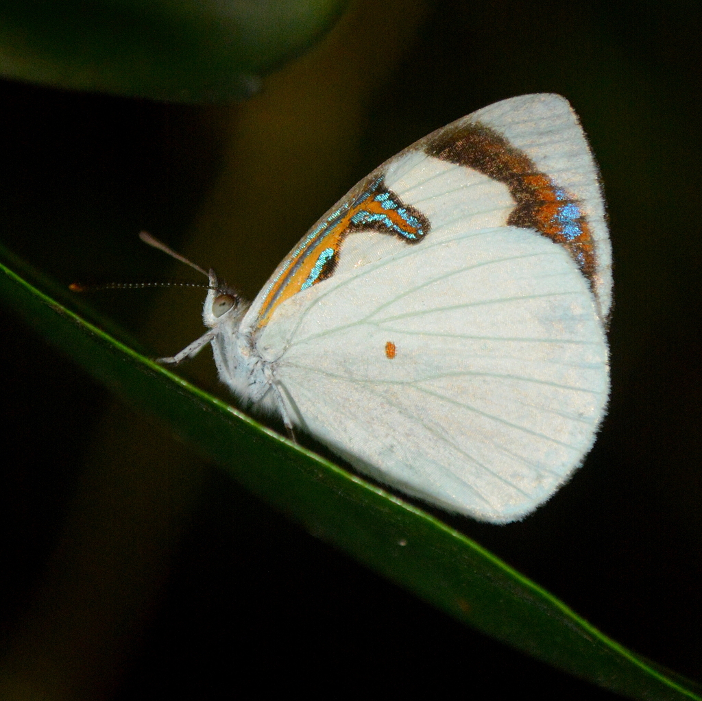 Dynamine myrrhina (Garden of Eden Project) · iNaturalist