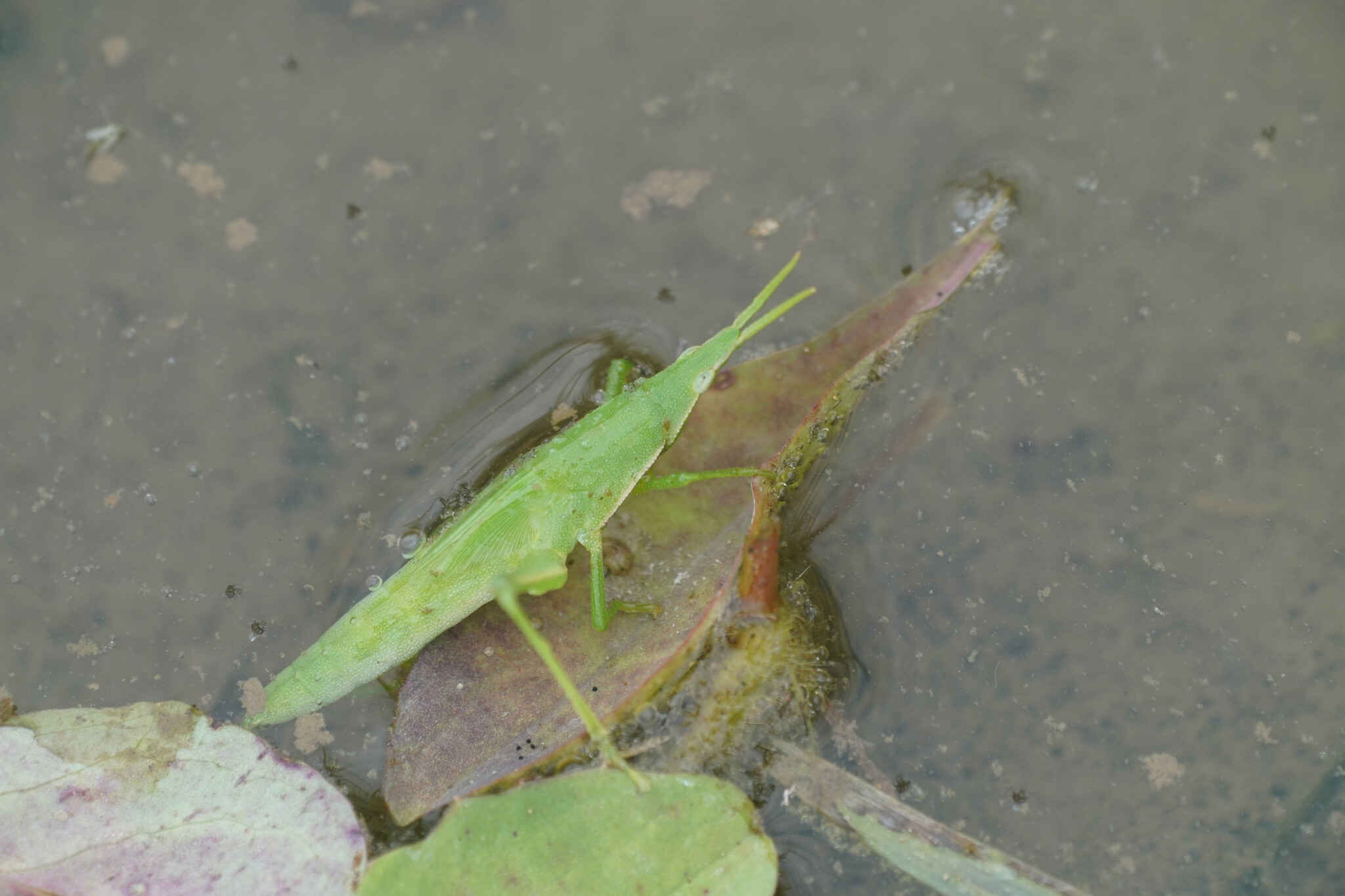 Atractomorpha lata (Mochulsky, 1866)