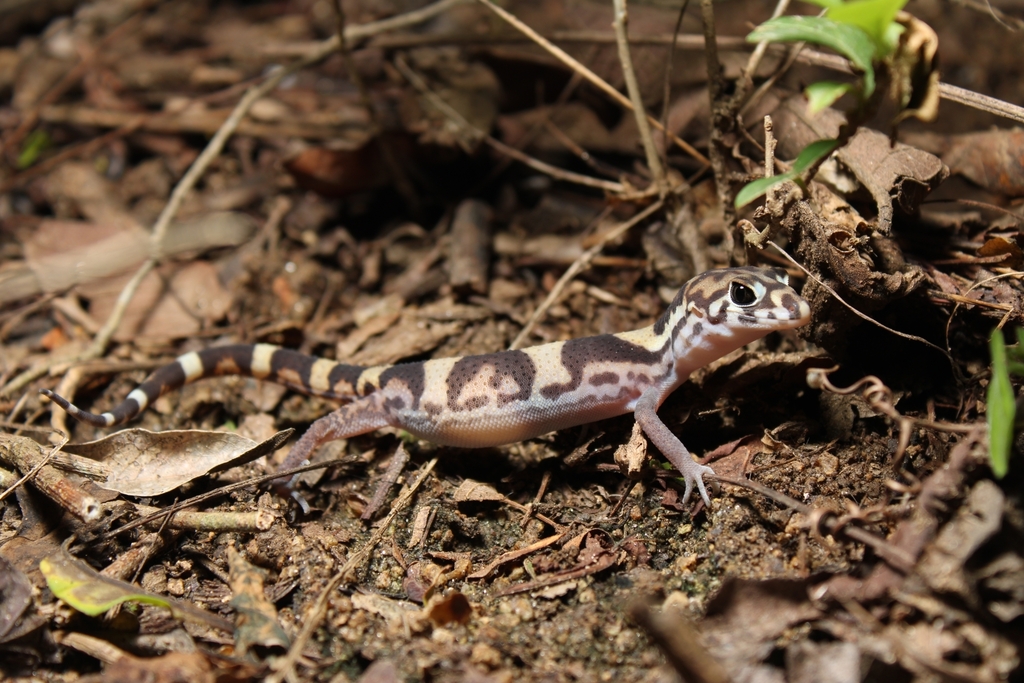 Colima Banded Gecko from Santa María Huatulco, Oax., México on July 05 ...