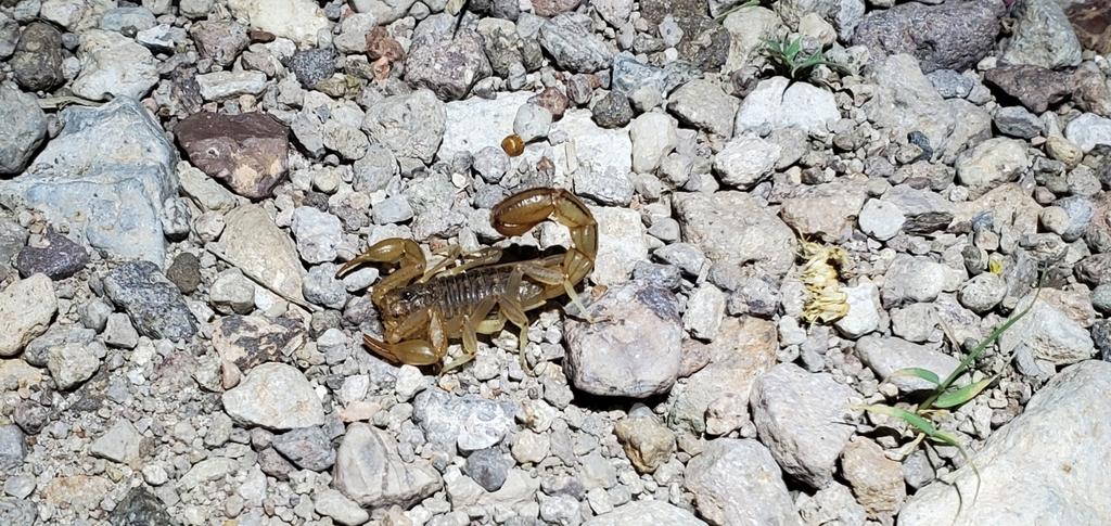 Stripe-tailed Scorpion in July 2022 by Emily Pollom · iNaturalist