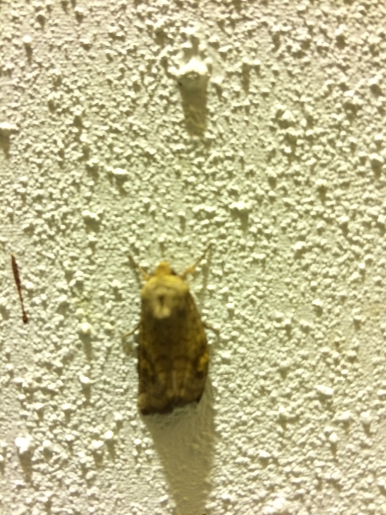 Ear Moths from Nationalpark Mols Bjerge, Ebeltoft, Midtjylland, DK on ...