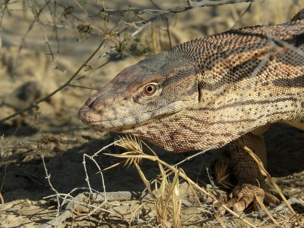 Caspian Monitor from Жанакорганский район, Казахстан on June 7, 2022 at ...