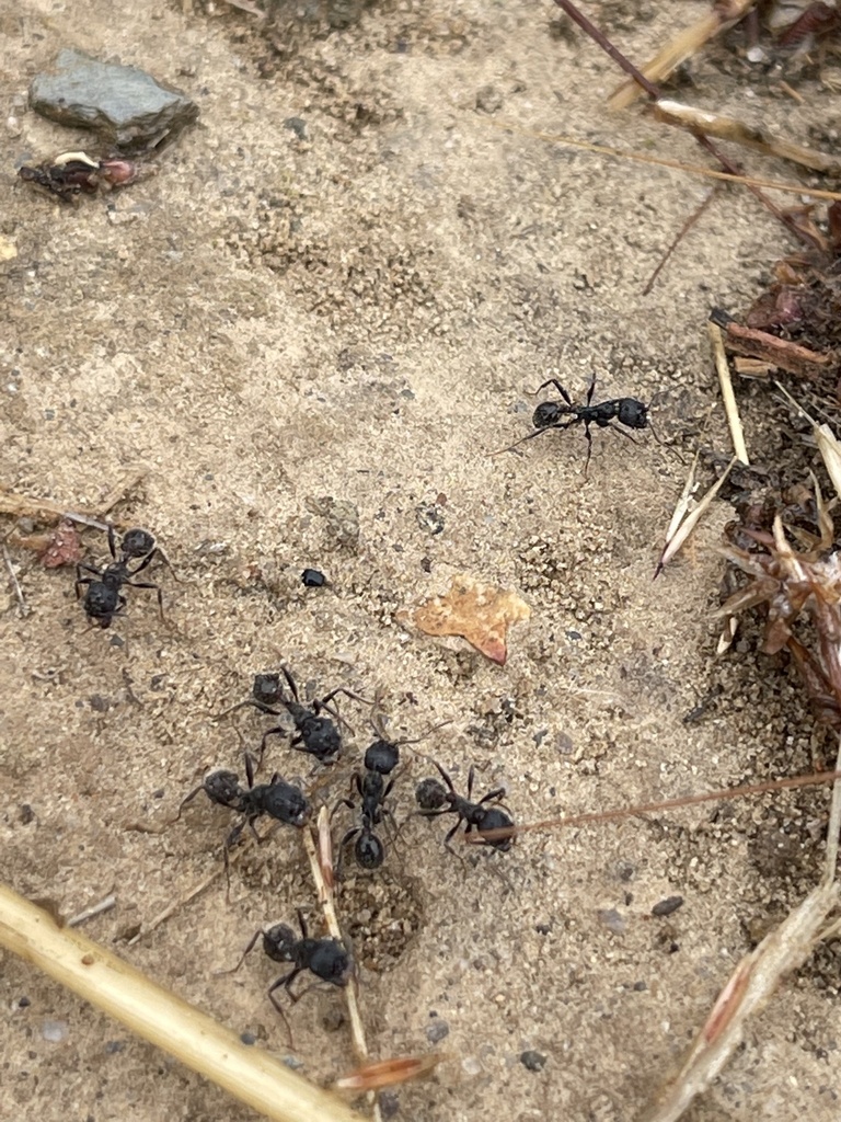 Andre's Harvester Ant from Russian Ridge Preserve, Redwood City, CA, US ...