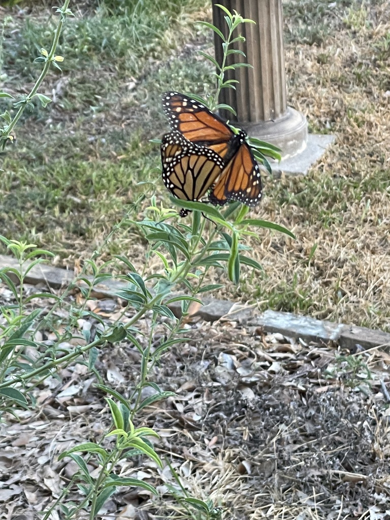 Monarch in July 2022 by Karen Yip. Mating pair of monarchs · iNaturalist