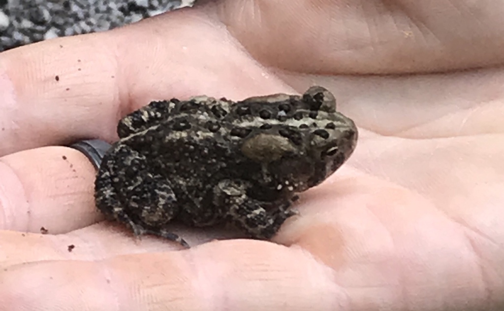 American Toad from Beechwood Farms Nature Reserve, Fox Chapel, PA, US ...