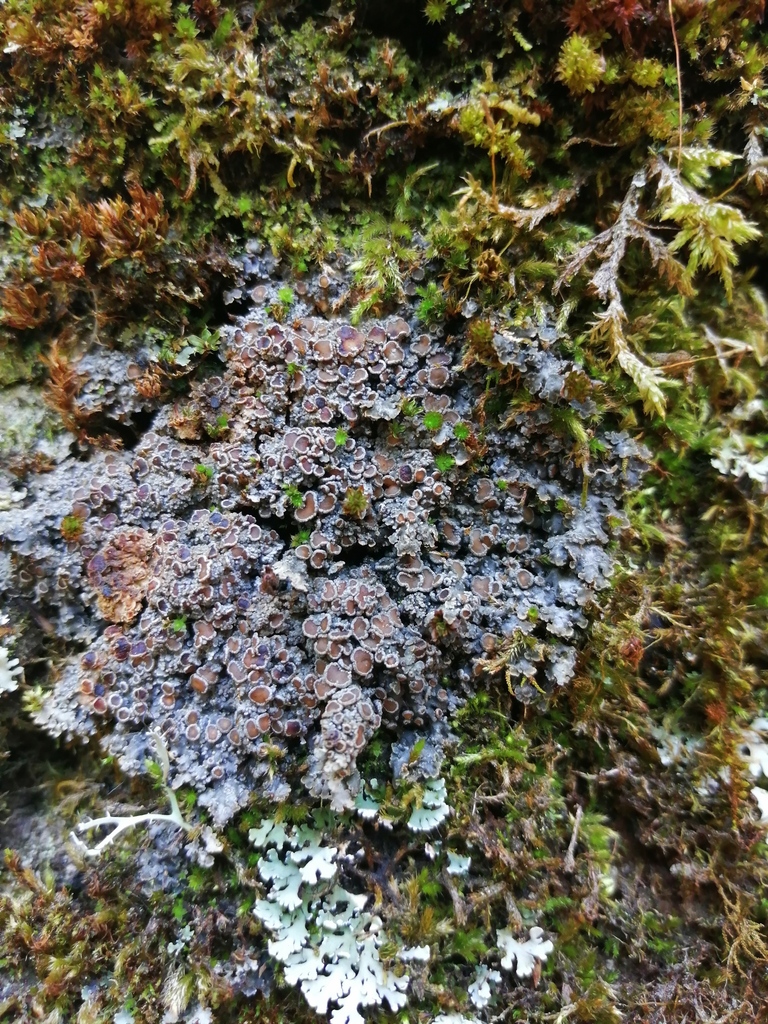 Shingle Lichens from Valle de Bravo, Méx., México on July 3, 2022 at 01 ...