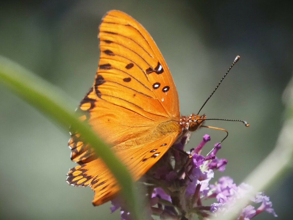 Gulf Fritillary from South Arroyo, Pasadena, CA, USA on July 06, 2022 ...