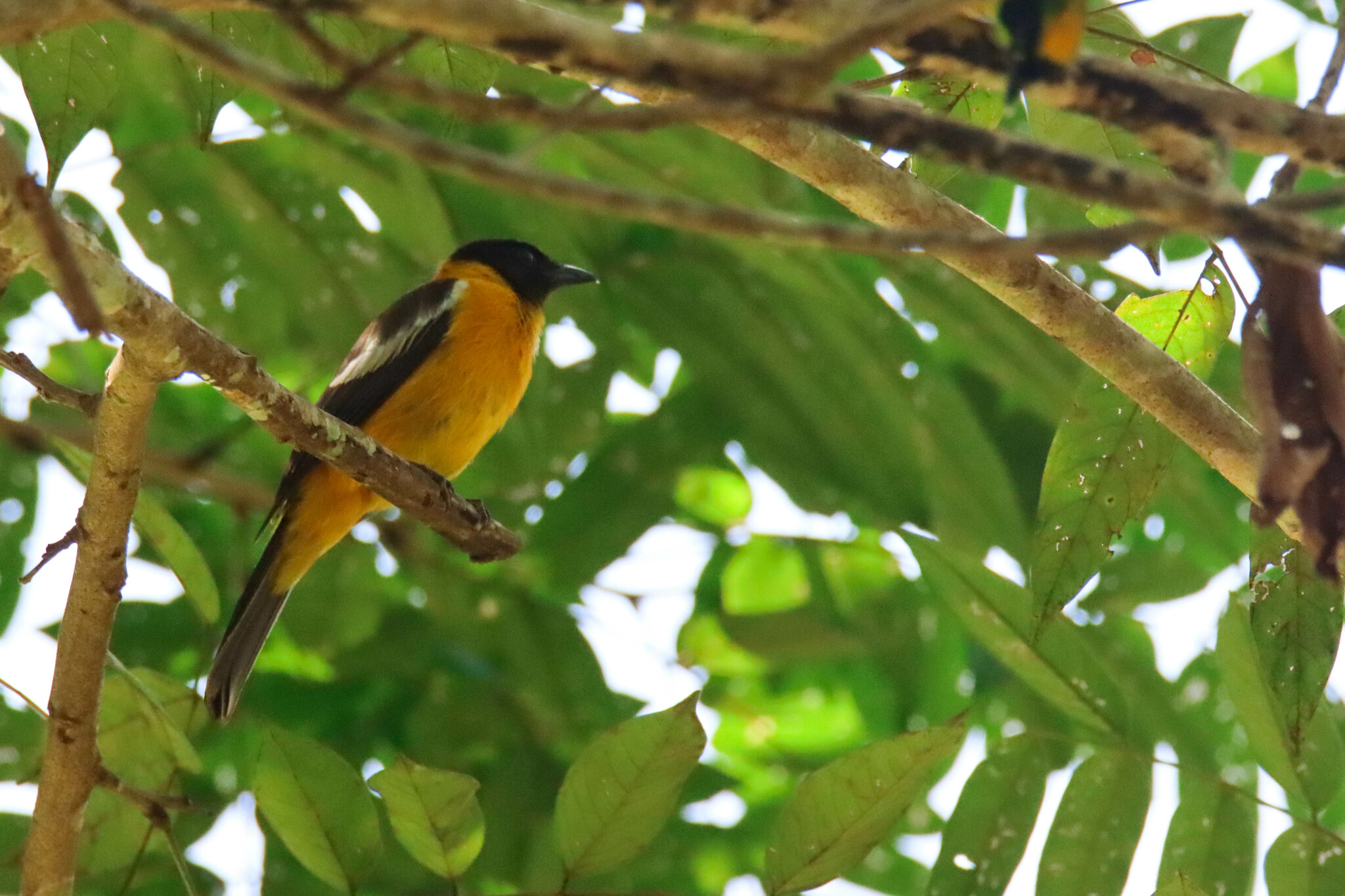 Lanio versicolor (d'Orbigny & Lafresnaye, 1837)