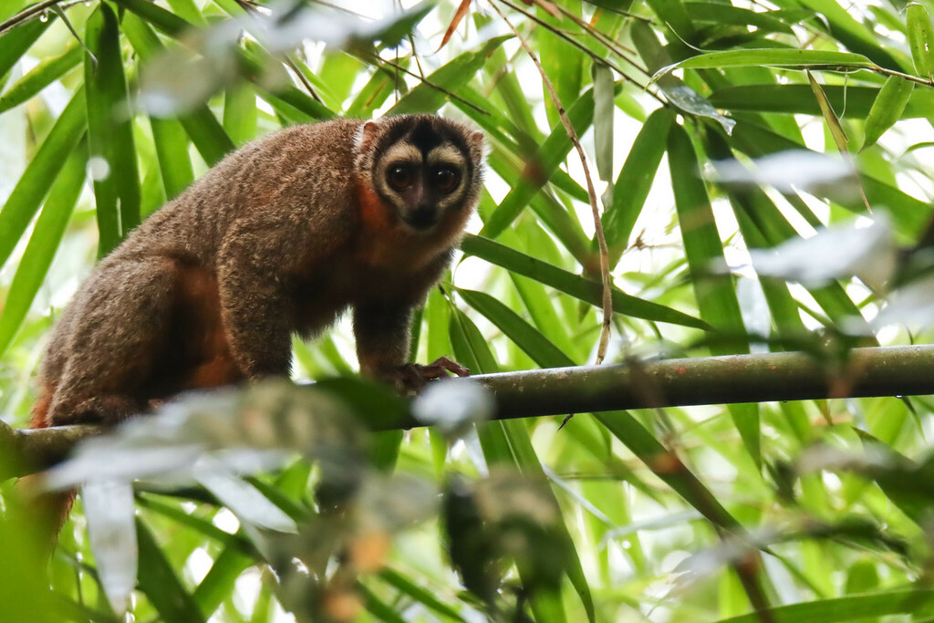 Black-headed Night Monkey from Manú Province, Peru on June 18, 2022 at 07:16 AM by steinhardt ...