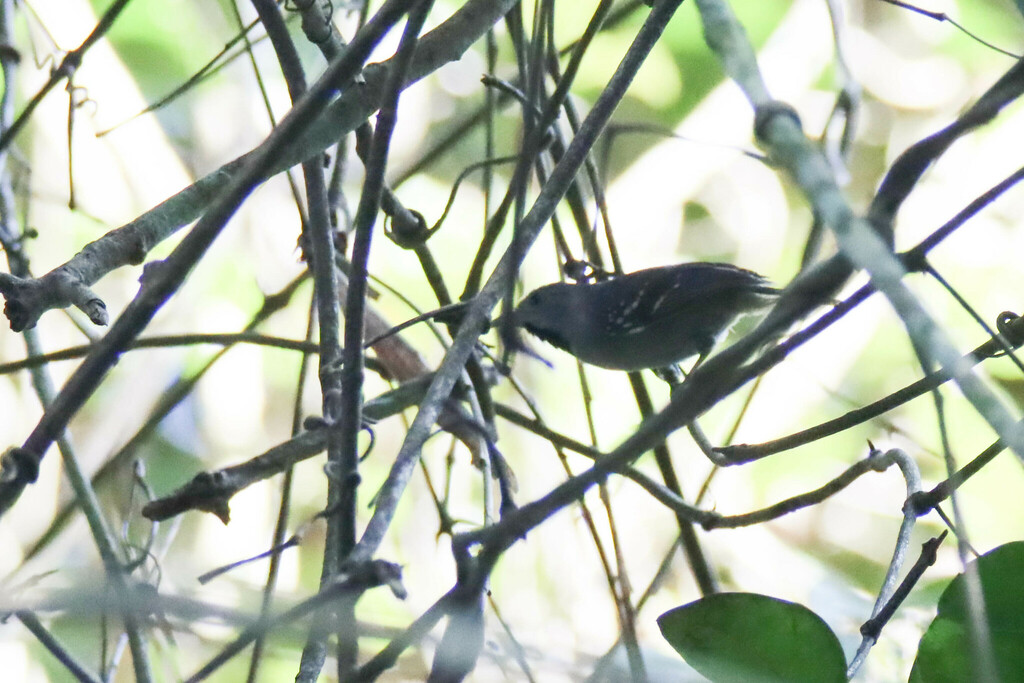 Typical Antbirds from Manú Province, Peru on June 20, 2022 at 08:49 AM ...