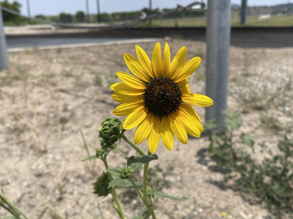 Common Sunflower from N Henderson St, Fort Worth, TX, US on June 9 ...