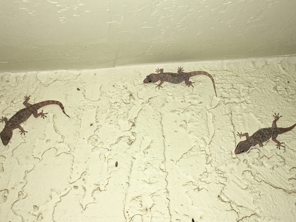 Mediterranean House Gecko from S 12th St, Cottonwood, AZ, US on July 06 ...