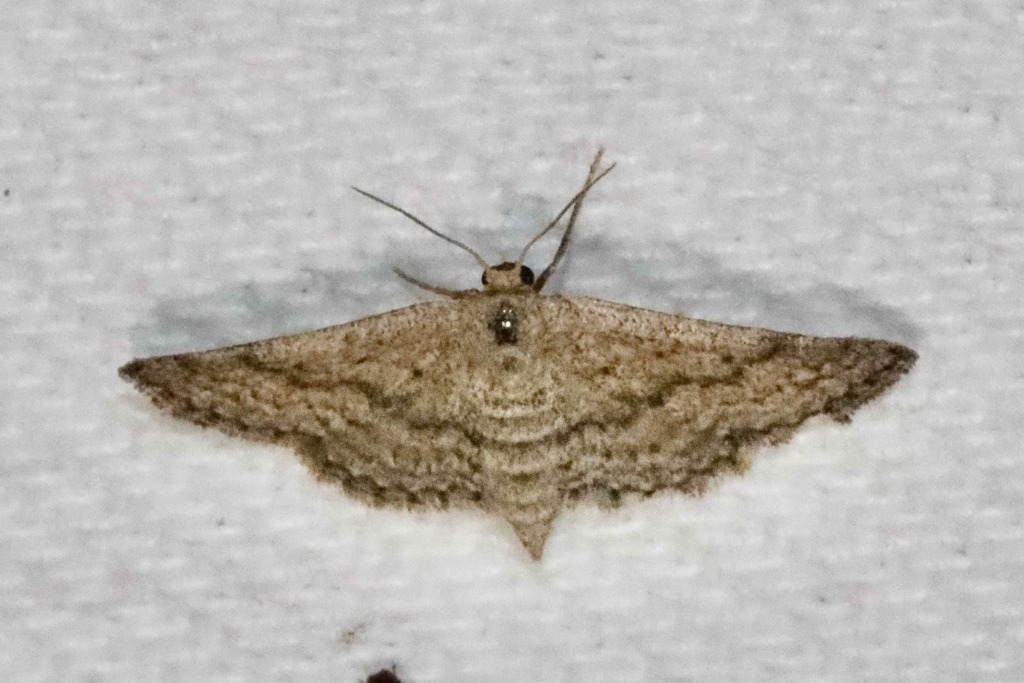 Drab Brown Wave from Harris County, TX, USA on July 06, 2022 at 11:08 ...