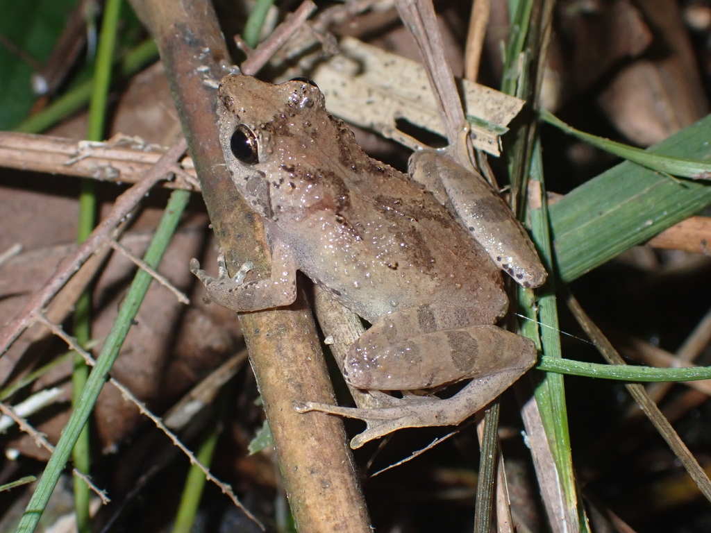 Romer's Tree Frog from Siu Ma Shan, Hong Kong on July 6, 2022 at 10:22 ...