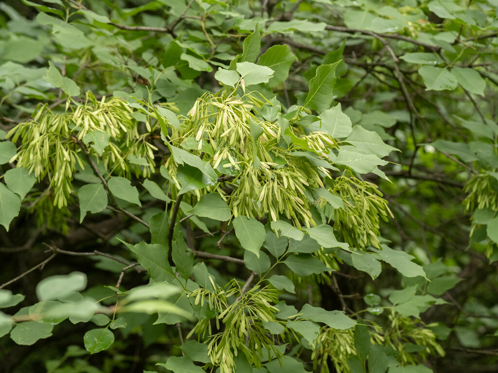 Chinese Ash from 中国北京市门头沟区009县道百花山林场 邮政编码: 102300 on June 30, 2022 at ...