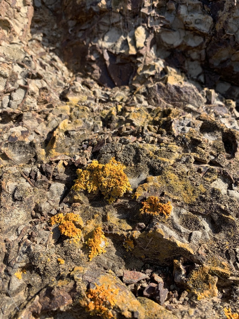 Common Sunburst Lichen from Robinsons Bay, NZ on July 04, 2022 at 01:52 ...