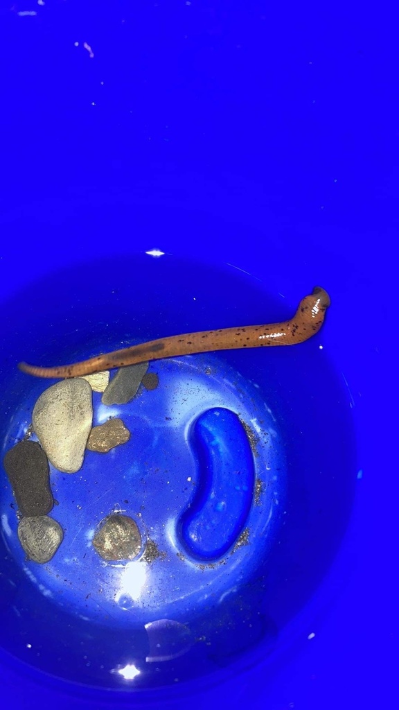 North American Medicinal Leech from Gates Rd, Dover Foxcroft, ME, US on ...