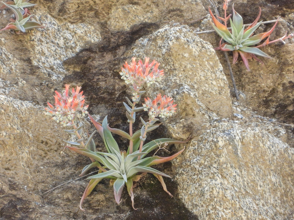 Liveforever in April 2022 by James M. Maley · iNaturalist