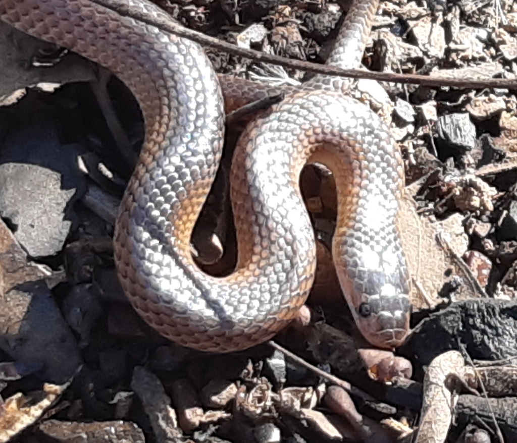 Carpentaria Small-eyed Snake in July 2022 by Colin Trainor ...