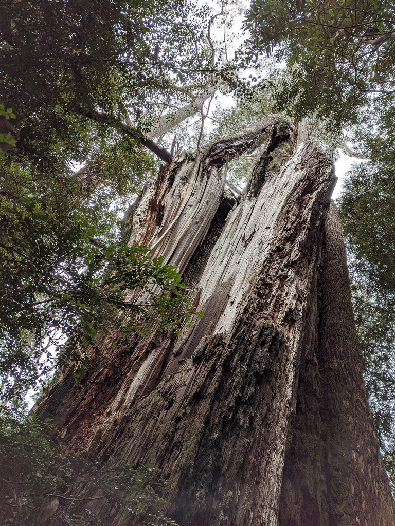 eucalyptus from Loongana TAS 7315, Australia on June 3, 2021 at 11:05 ...