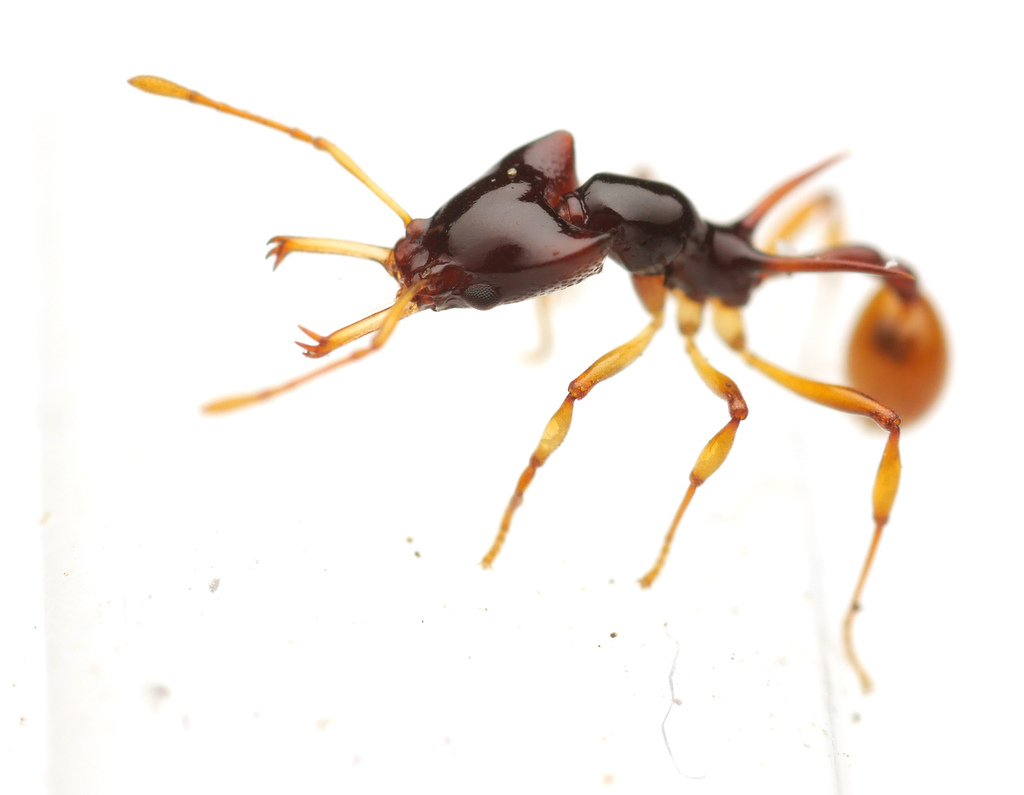 Orectognathus szentivanyi from Madang Province, Papua-Neuguinea on June ...