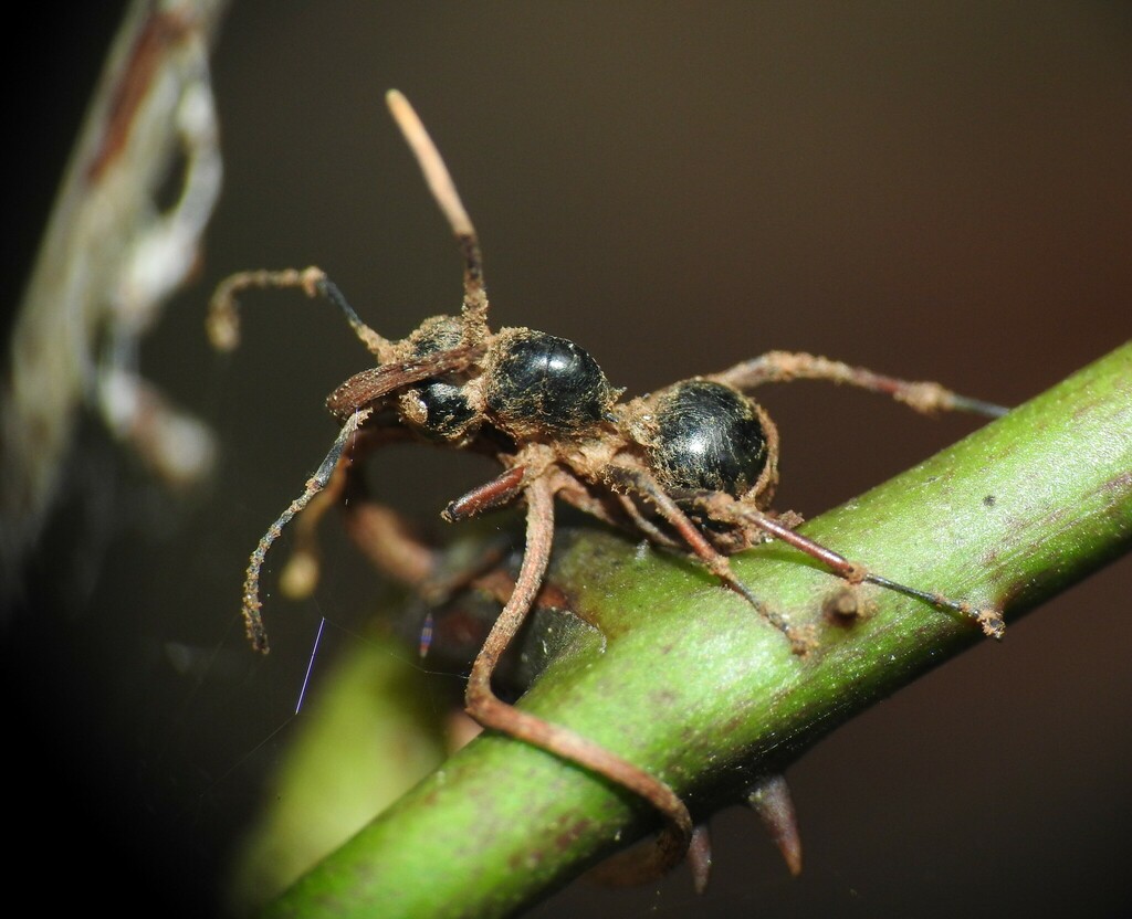 Dome-backed Spiny Ant from Talegalla Weir QLD 4650, Australia on July ...