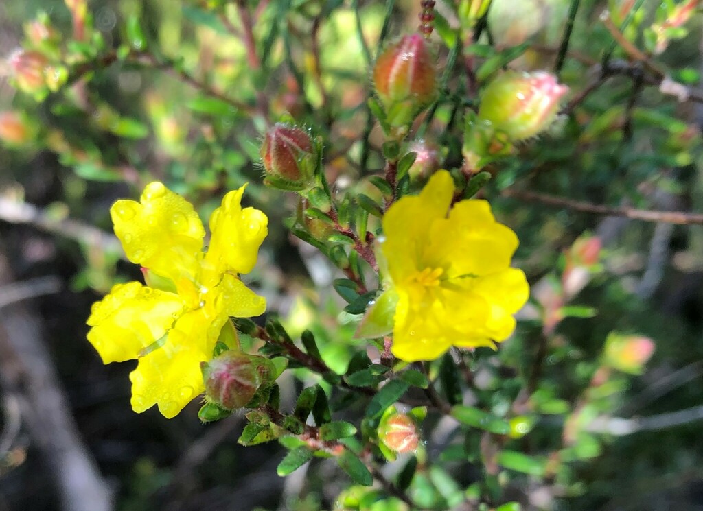 guinea-flowers from Mount Boothby SA 5265, Australia on July 07, 2022 ...