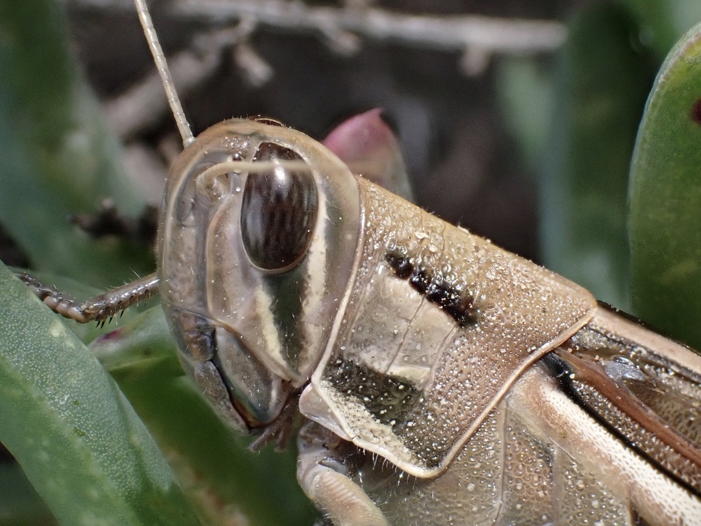 Spur-throated Locust from Kings Billabong Park, Red Cliffs, VIC, AU on ...