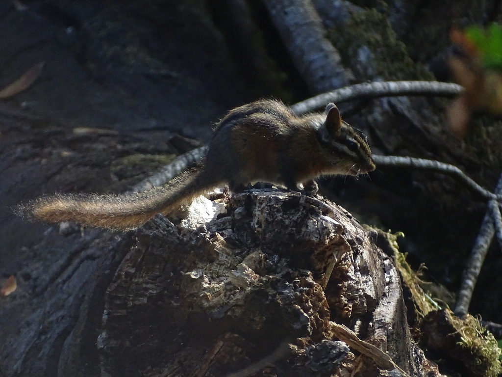 Sonoma Chipmunk from Marin County, CA, USA on June 29, 2022 at 09:33 AM ...