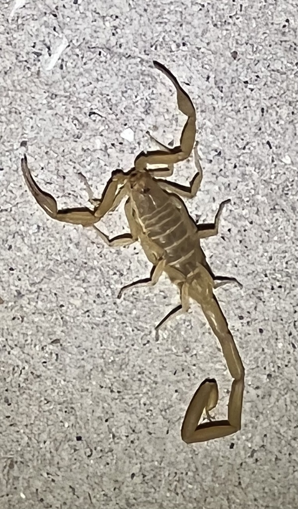 Arizona Bark Scorpion in July 2022 by tiffgibson · iNaturalist